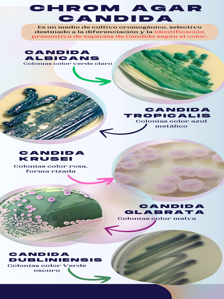 AGAR CROM CANDIDA | PDF