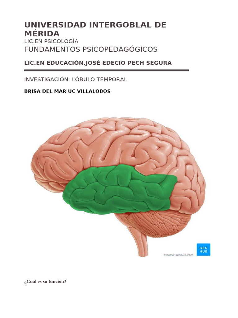 Investigación Lóbulo Temporal | PDF