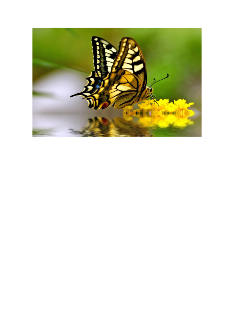 Mariposa | PDF