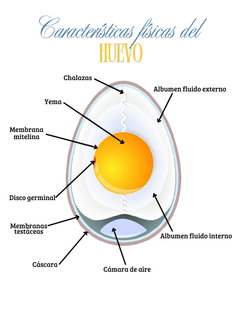 Características - 20250213 - 134235 - 0000 | PDF