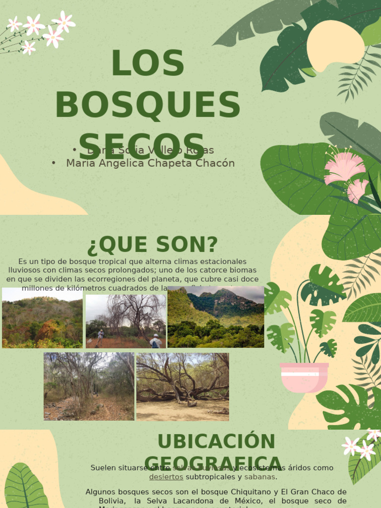 Bosques Secos: Características y Ubicación | PDF