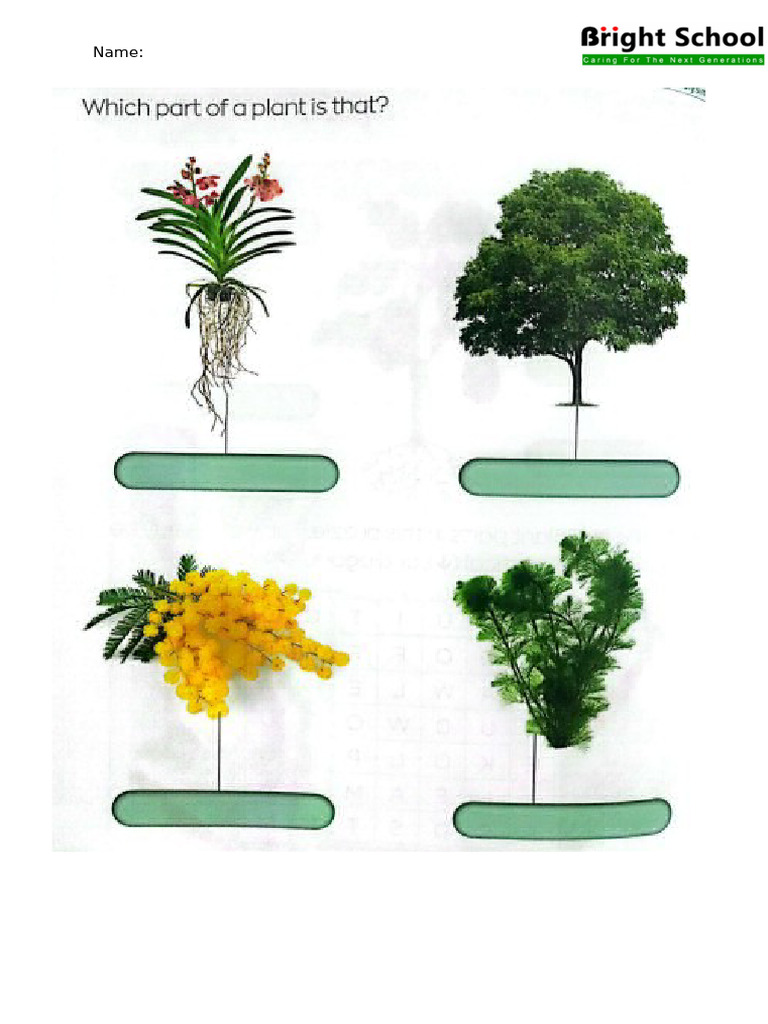 Science Leaves | PDF