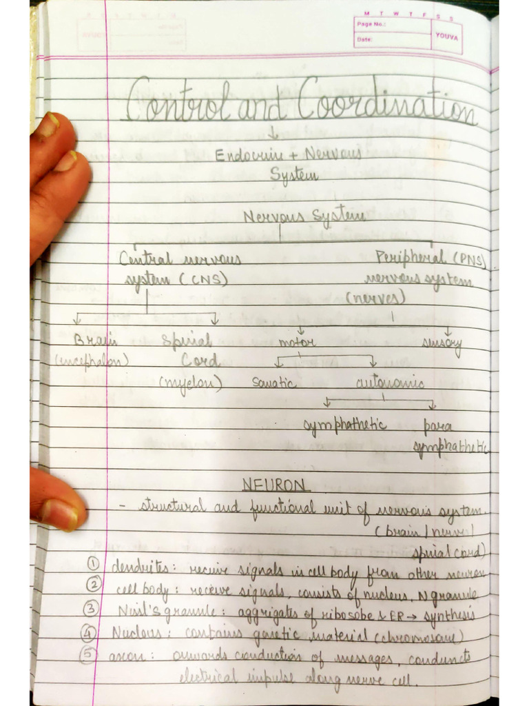 Control and Coordination Notes | PDF | Nervous System | Stimulus ...