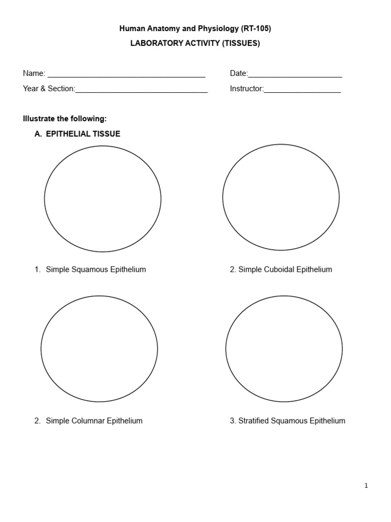 Tissues Lab Activity Overview | PDF