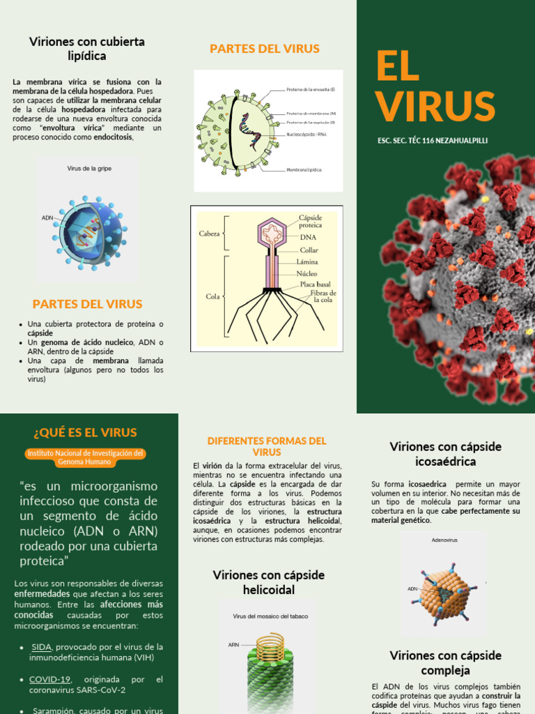 Estructura y Tipos de Virus | PDF | Virus | Árbol de la vida (biología)