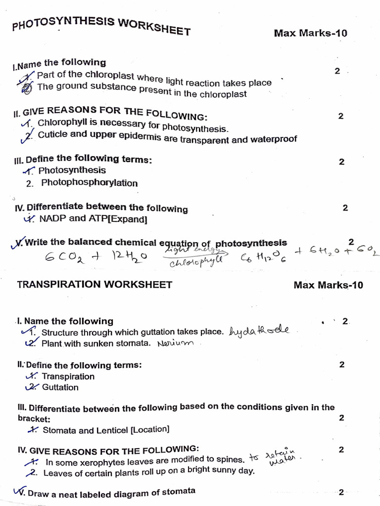 Photosynthesis and Transpiration Worksheets | PDF | Mitosis | Cellular ...