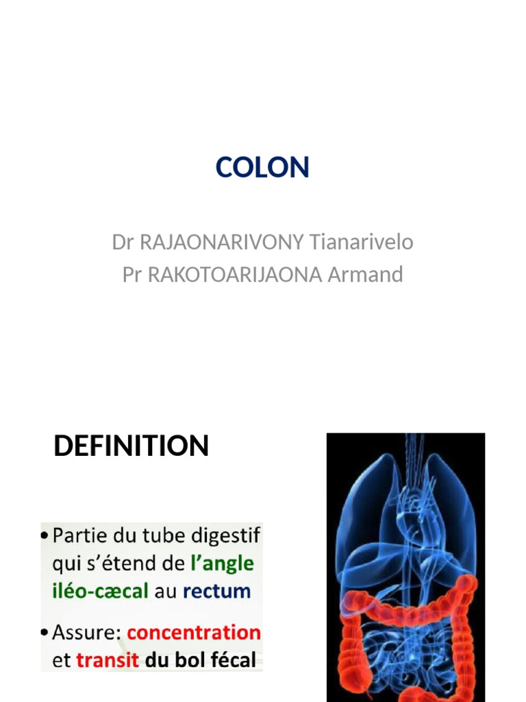 Anatomie du colon et ses segments | PDF