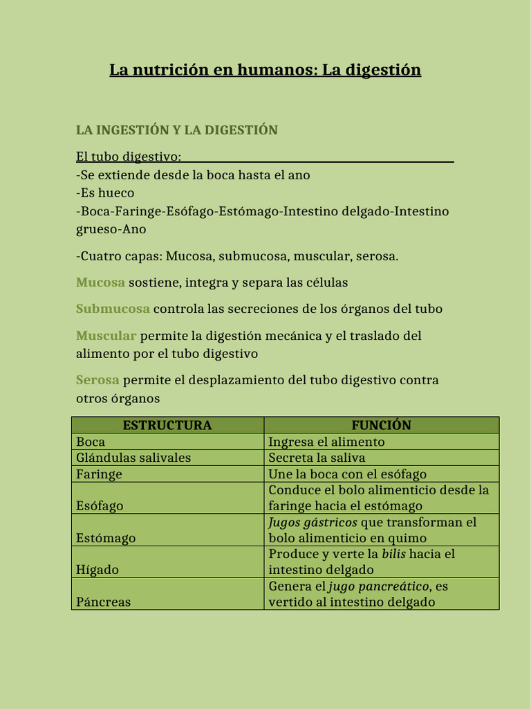 Digestión Humana: Proceso y Funciones | PDF | Digestión | Sistema ...