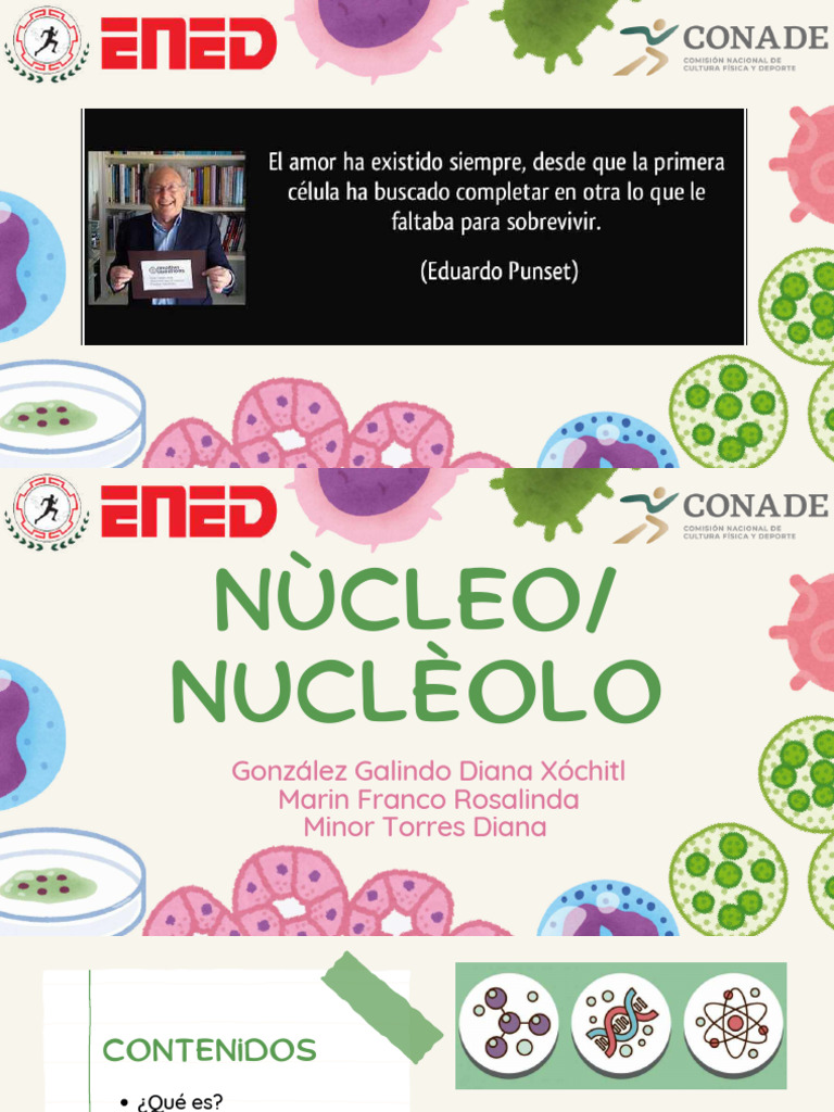 Núcleo y Nucléolo: Funciones y Deporte | PDF | Nucleo celular ...