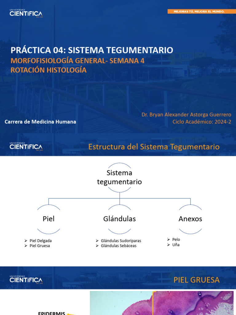 PRÁCTICA 04 - SISTEMA TEGUMENTARIO | PDF | Sistema tegumentario | Piel