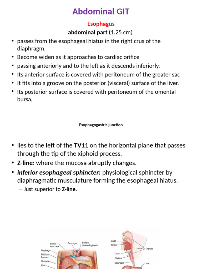 3stomach & Abdominal GIT | PDF | Stomach | Esophagus