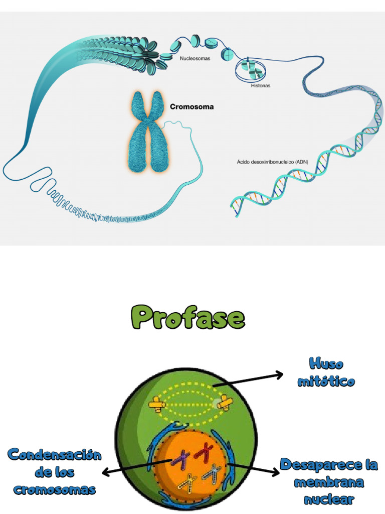 Profase | PDF