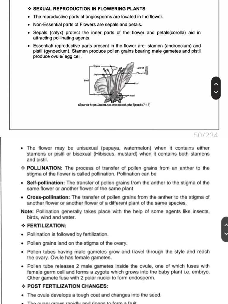 class 10 Reproduction (sexual reproduction) Notes | PDF | Flowers | Uterus