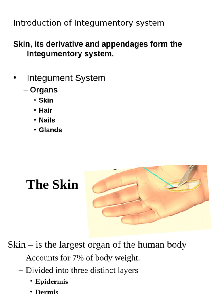 Anatomy and Function of Skin | PDF | Skin | Epidermis