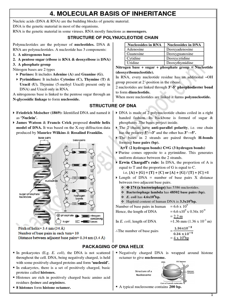 NCERT - Molecular Basis of Inheritance | PDF | Operon | Translation (Biology)