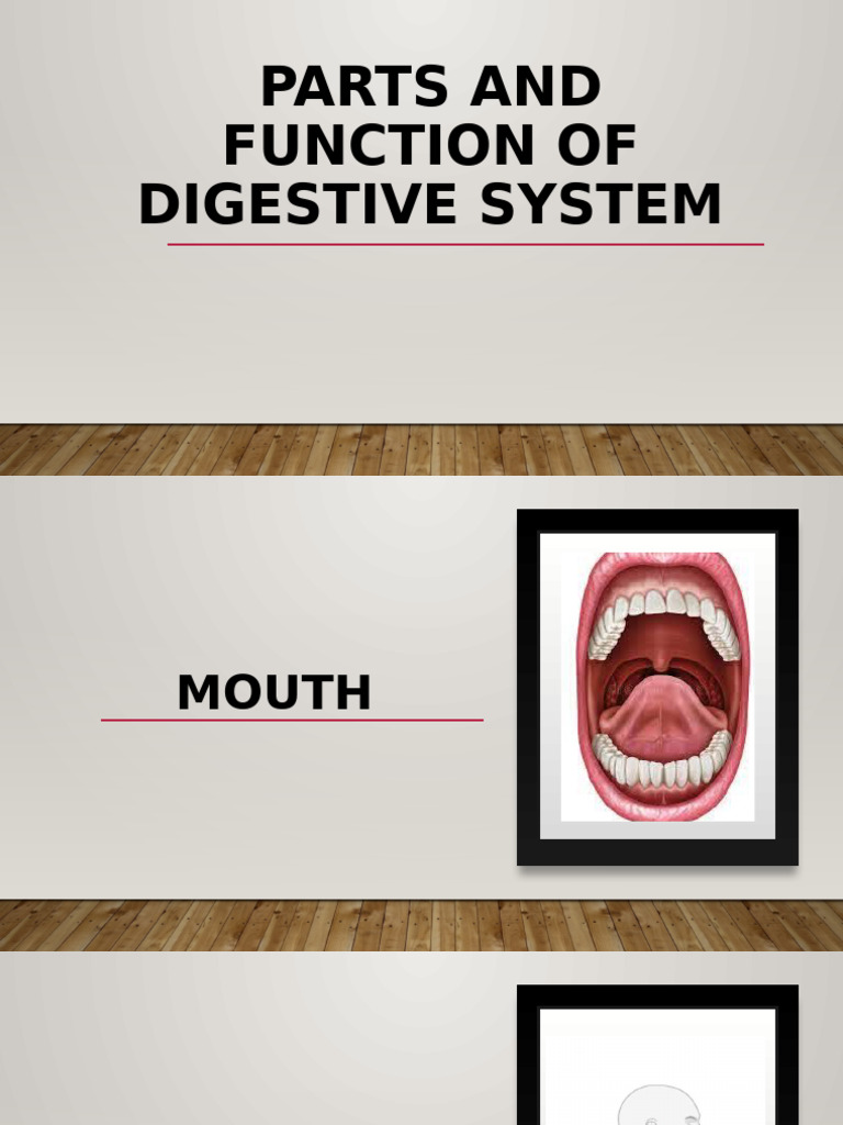 Parts-and-Function-of-Digestive-System | PDF
