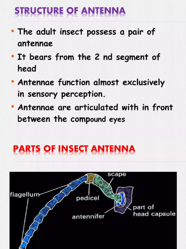 Antennae | PDF