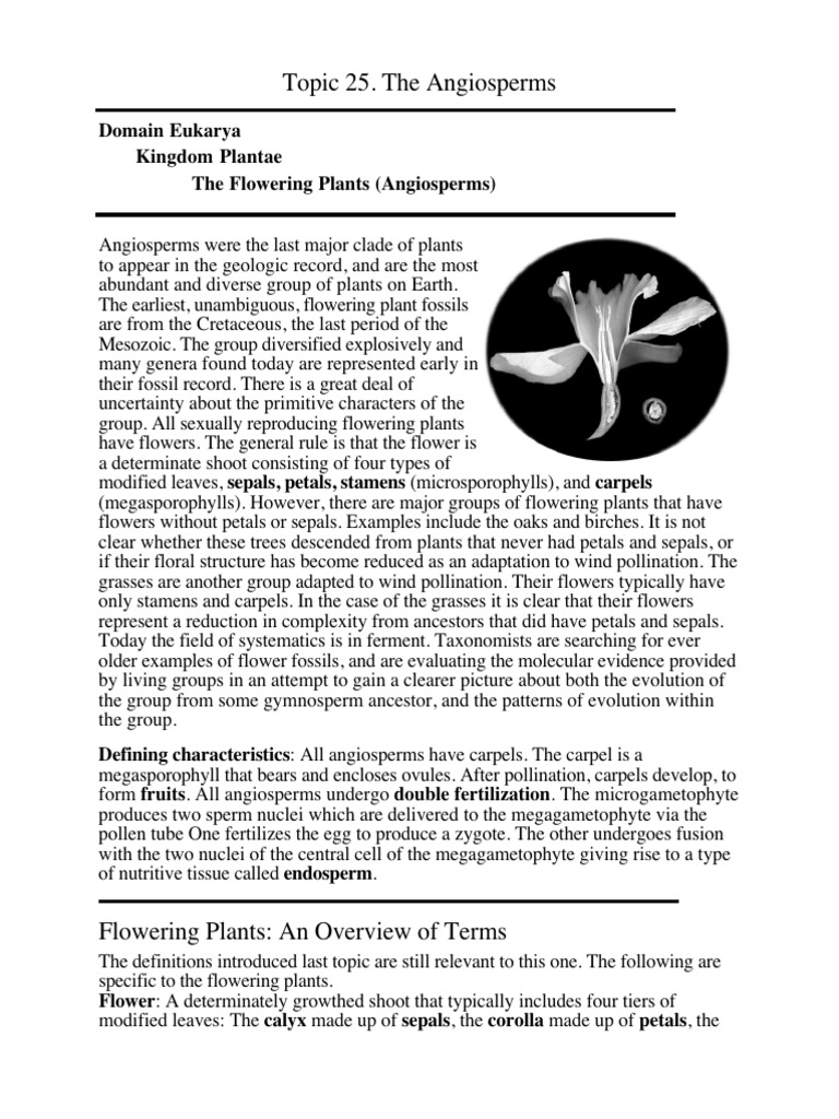 Angiosperms | PDF | Fruit | Flowers
