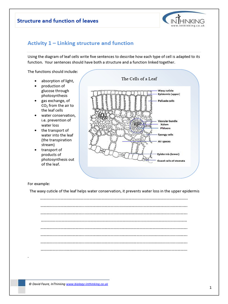 Guard Cells and Leaf Function | PDF | Leaf | Organisms
