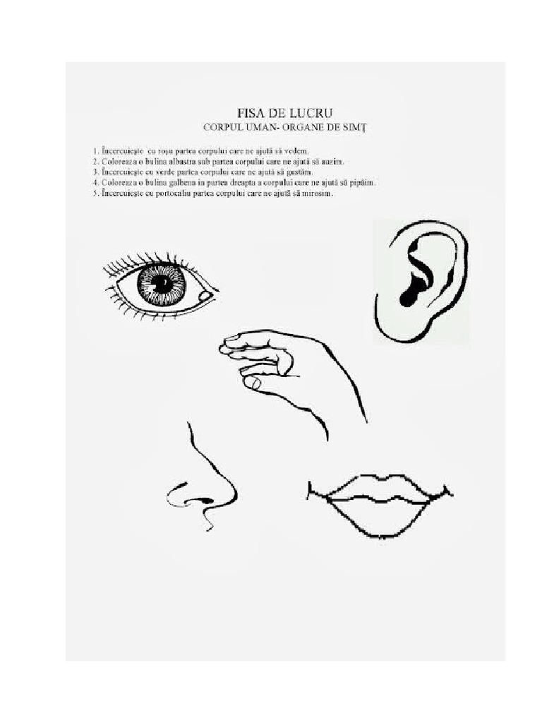 Organele de Simt | PDF