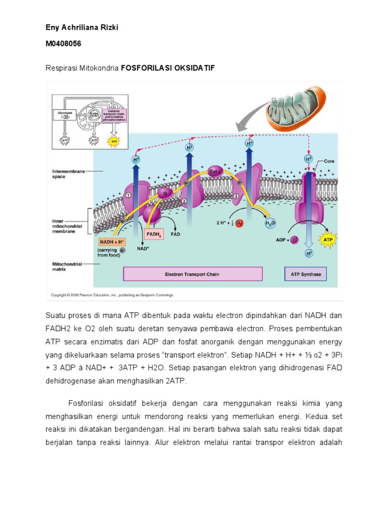 FOSFORILASI OKSIDATIF Ririz | PDF