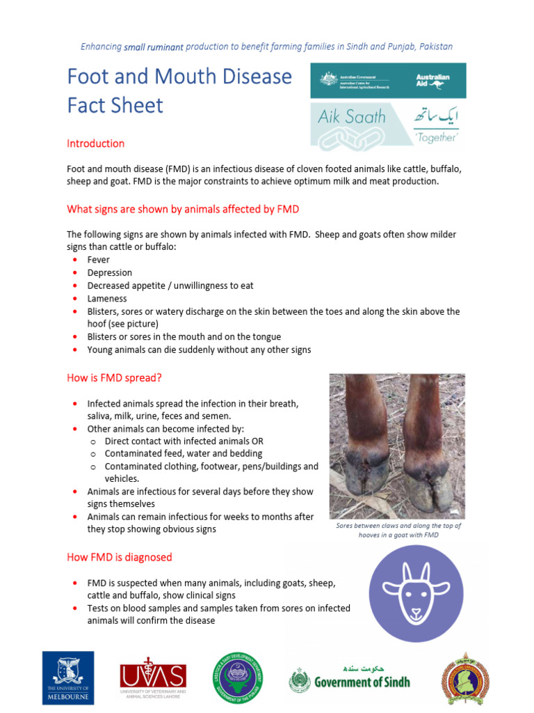 Foot and Mouth Disease Factsheet - English | PDF | Animal Diseases ...