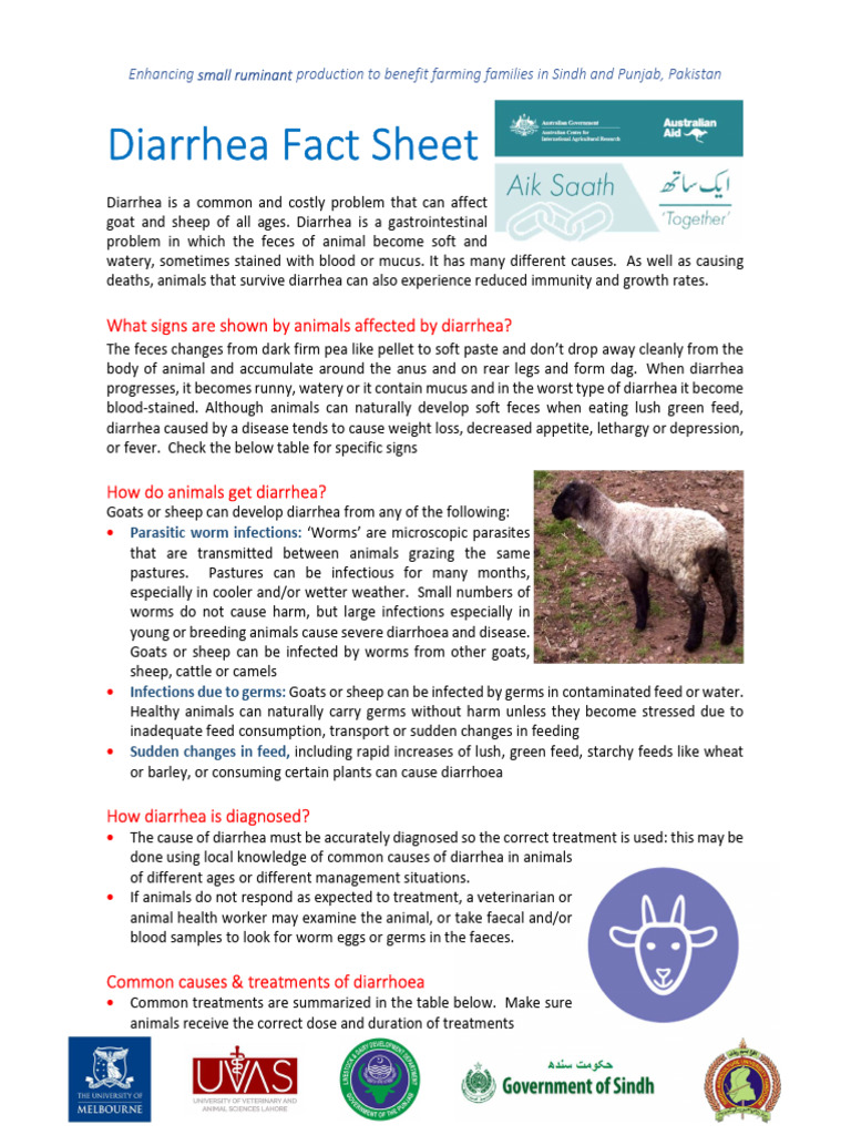 Diarrhea Factsheet in English | PDF | Diarrhea | Sheep