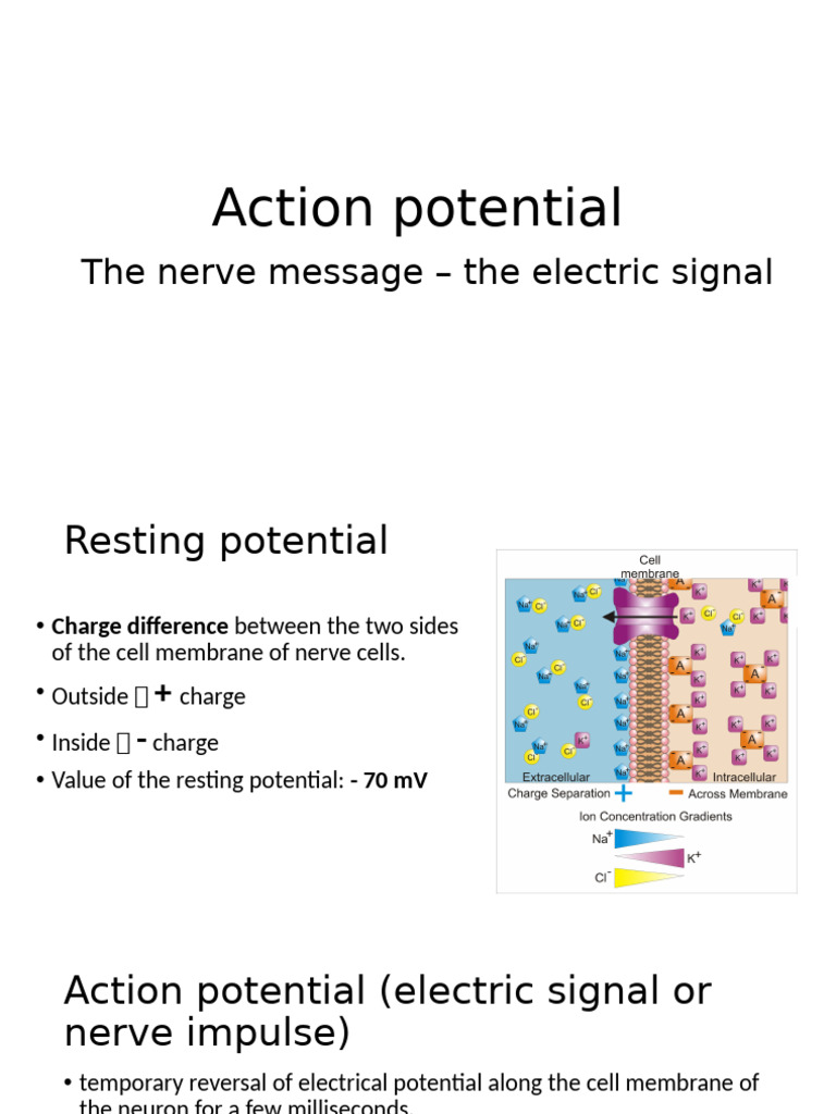 Understanding Action Potential Basics | PDF