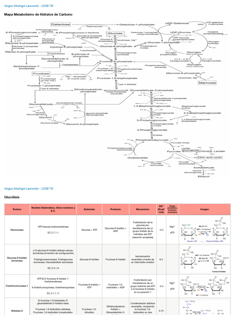 UABC - Medicina - Bioquimica - Reacciones Metabolicas Hidratos de Carbono - Enzima, E.C ...