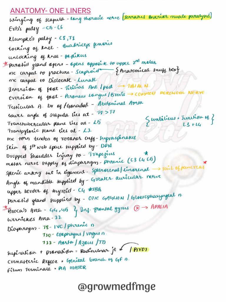 Anatomy_one_liner__(1)[1] | PDF