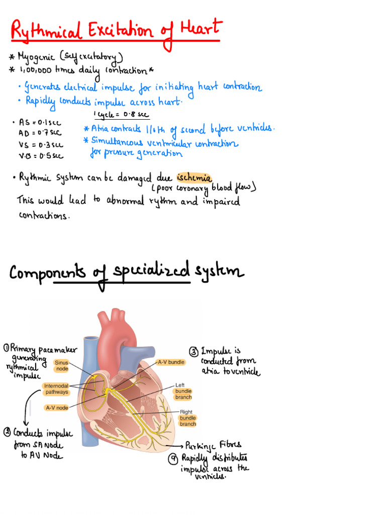 Heart Rhythm Excitation Mechanisms | PDF | Atrium (Heart) | Heart