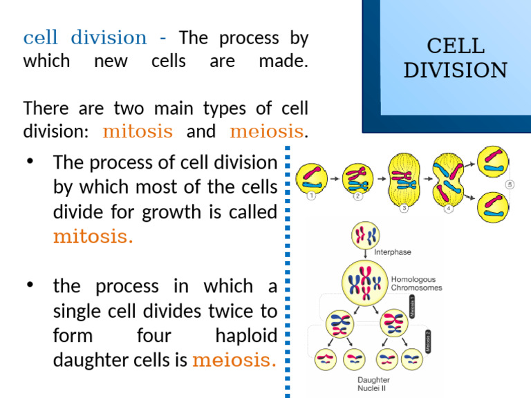 Cell Division: Mitosis vs. Meiosis | PDF