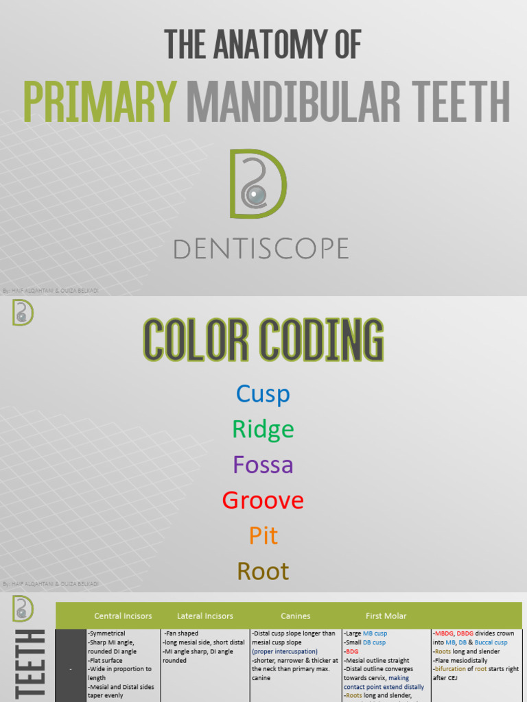 Primary Mandibular Teeth | PDF | Dental Anatomy | Dentistry