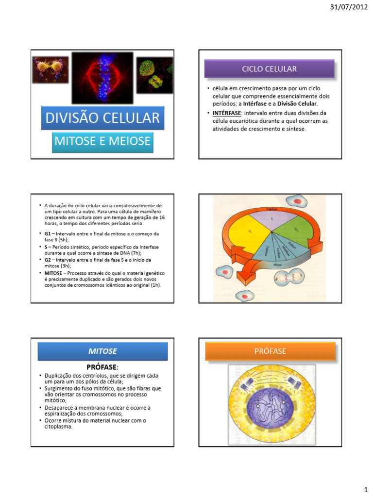 Divisão Celular - Mitose e Meiose | PDF | Meiose | Mitose