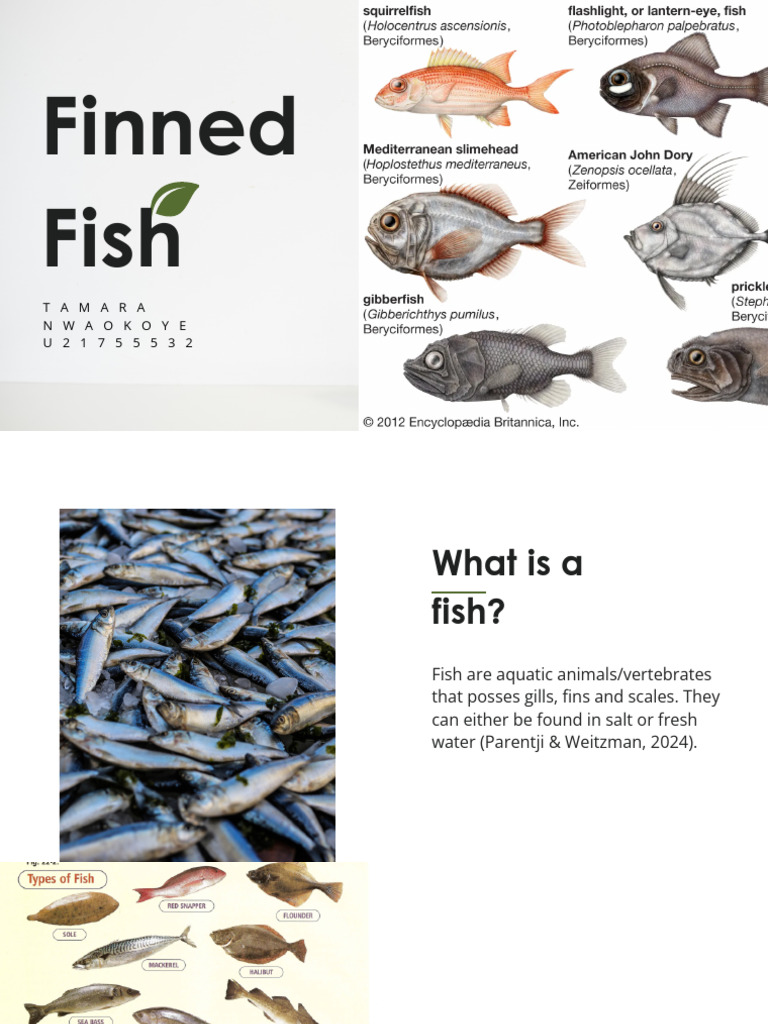 Finned Fish Presentation (1) | PDF | Fish | Aquatic Animals