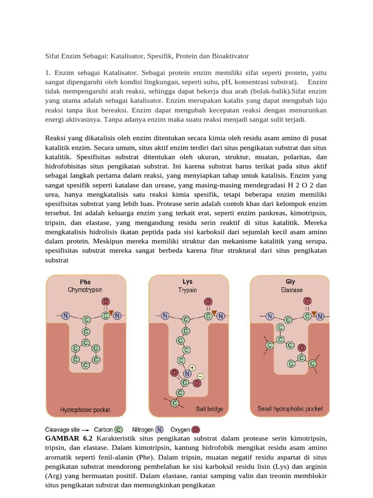 Sifat Enzim Sebagai - Katalisator, Spesifik, Protein Dan Bioaktivator | PDF