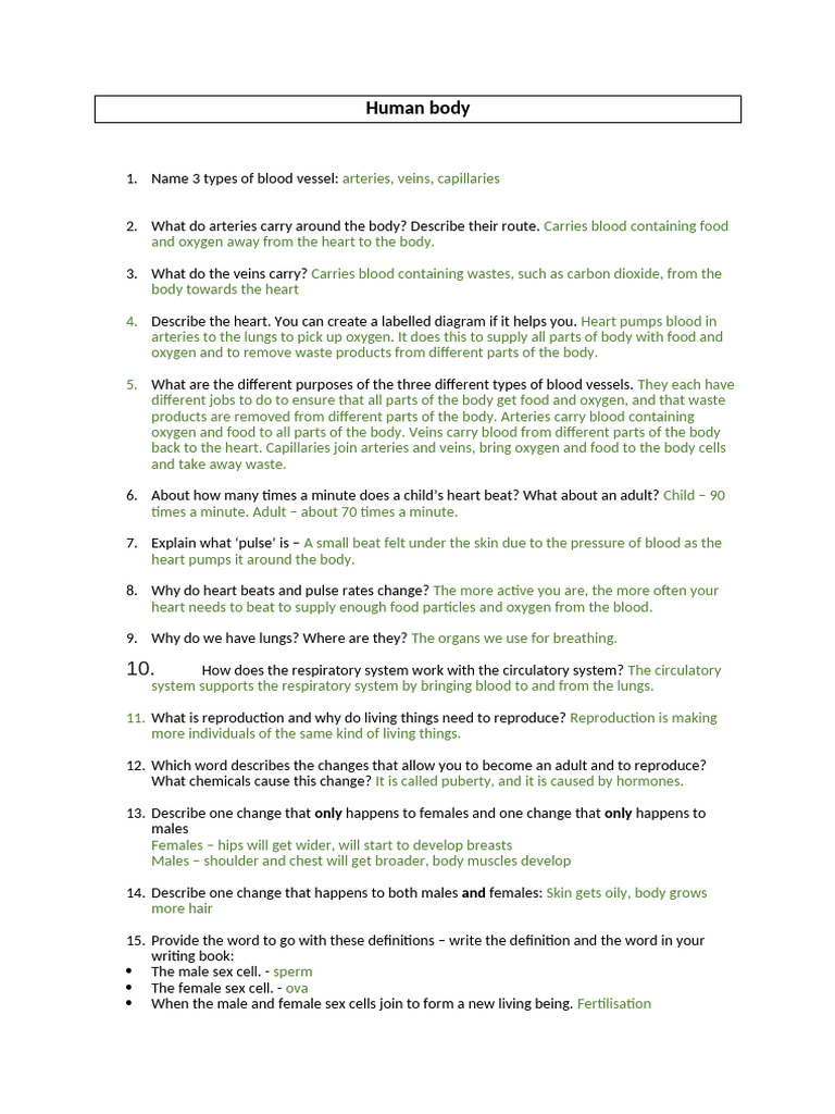 Y6 Revision - Human Body - Answers | PDF | Human Body | Artery