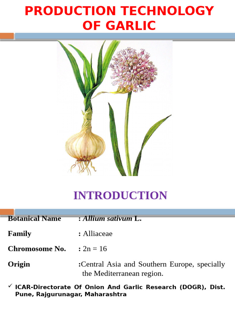 Production Technology of Garlic | PDF | Garlic | Plough