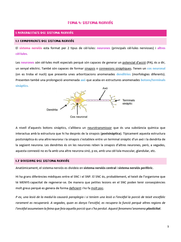 Sistema Nerviós | PDF