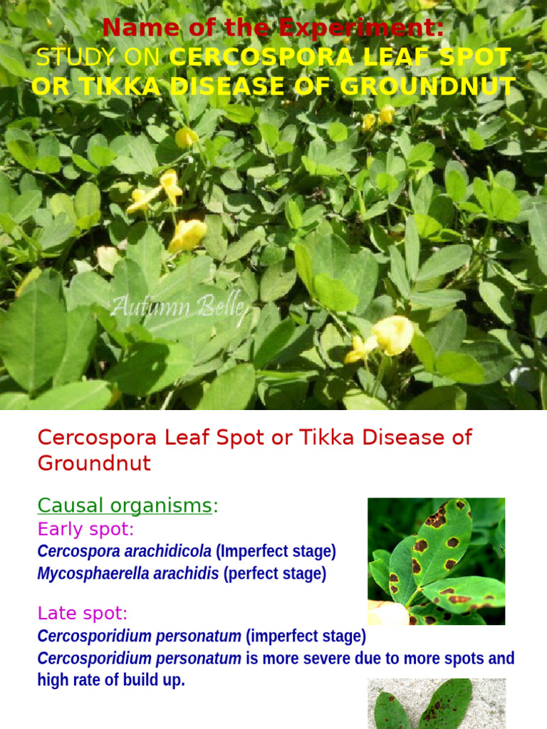 Cercospora Leaf Spot in Groundnut | PDF | Leaf | Mycology
