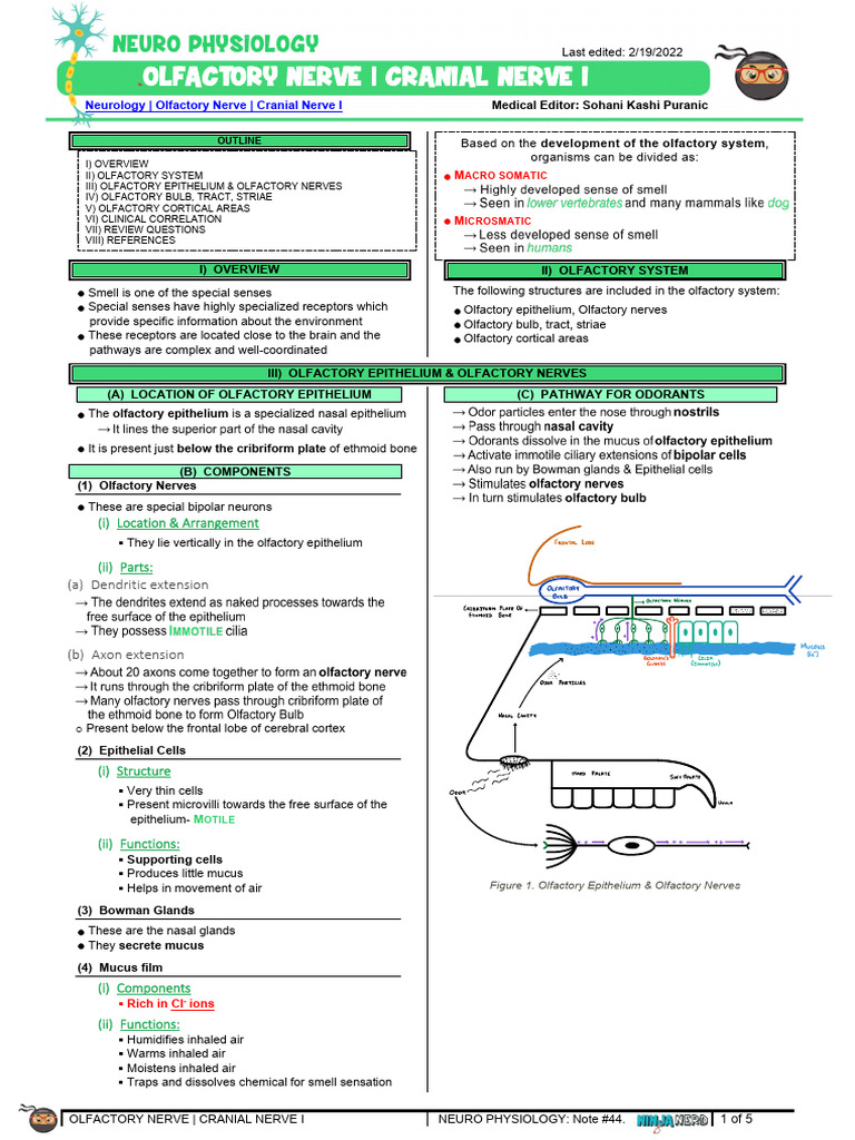 Olfactory Nerve - Cranial Nerve I Atf | PDF | Olfactory System | Cerebrum