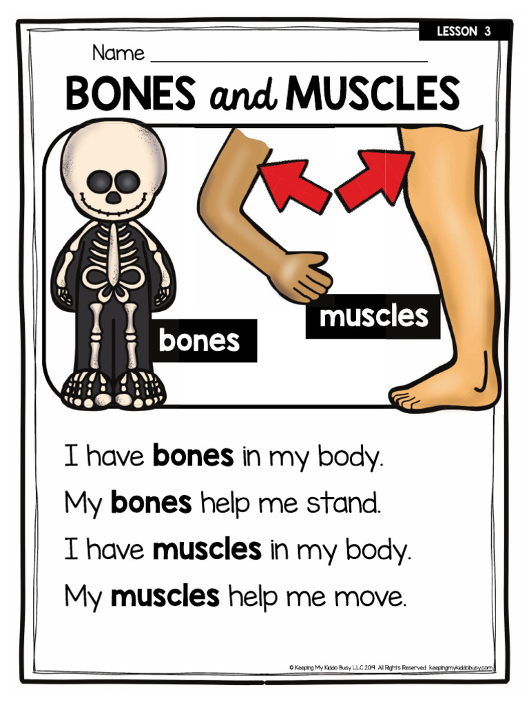 Bones and Muscles Booklet | PDF