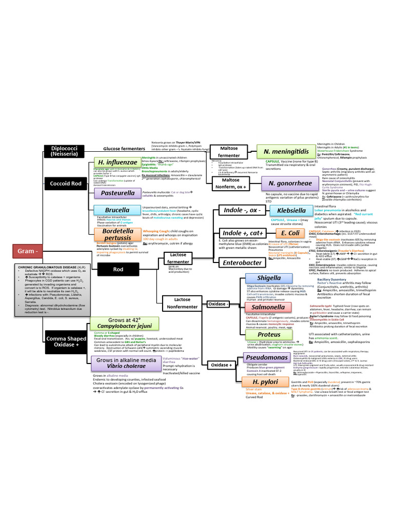 Microbiology Flowchart | PDF | Anthrax | Microbiology