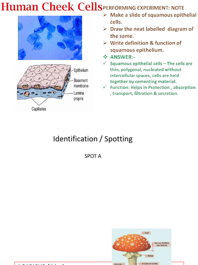 BIOLOGY PRACTICAL STUDY MATERIAL | PDF | Pelvis