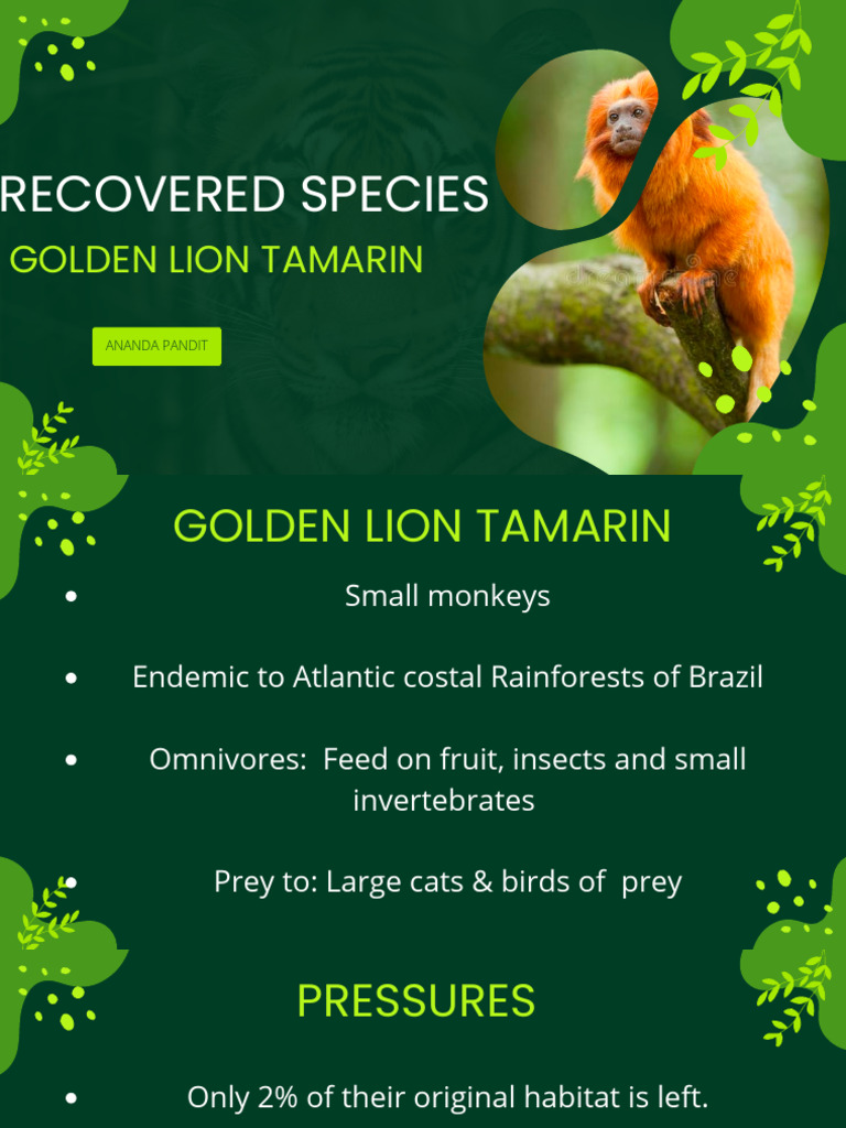 Animal Conservation - Goleden Lion Tamarin | PDF