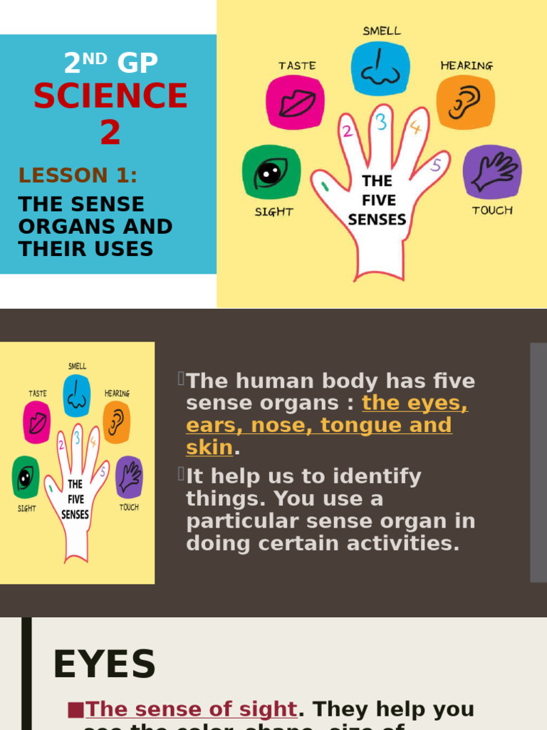 Sense Organs and Their Functions | PDF