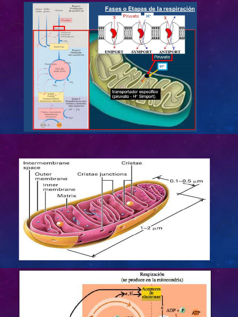 Respiración Celular | PDF