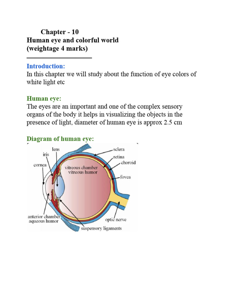 Human Eye Functions and Light Refraction | PDF | Eye | Human Eye