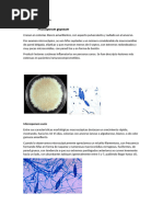Microsporum Spp. | PDF | Micología | Microbiología