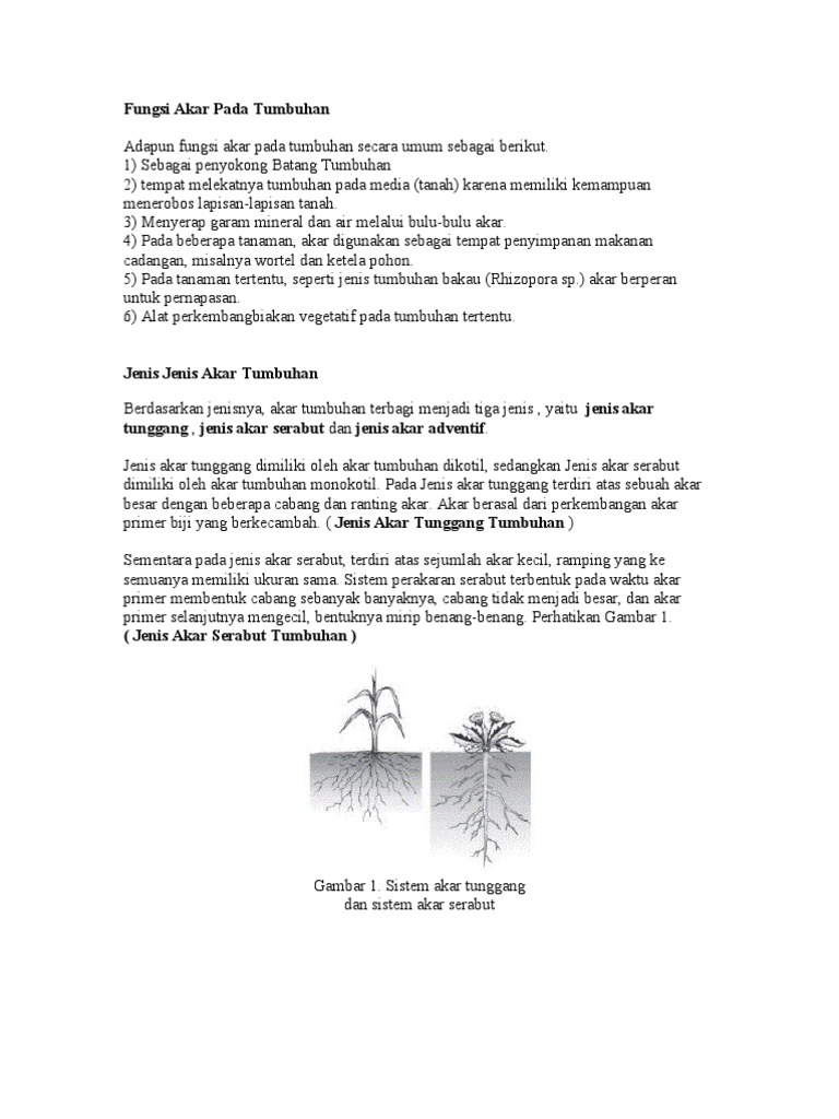 Fungsi Akar Pada Tumbuhan | PDF